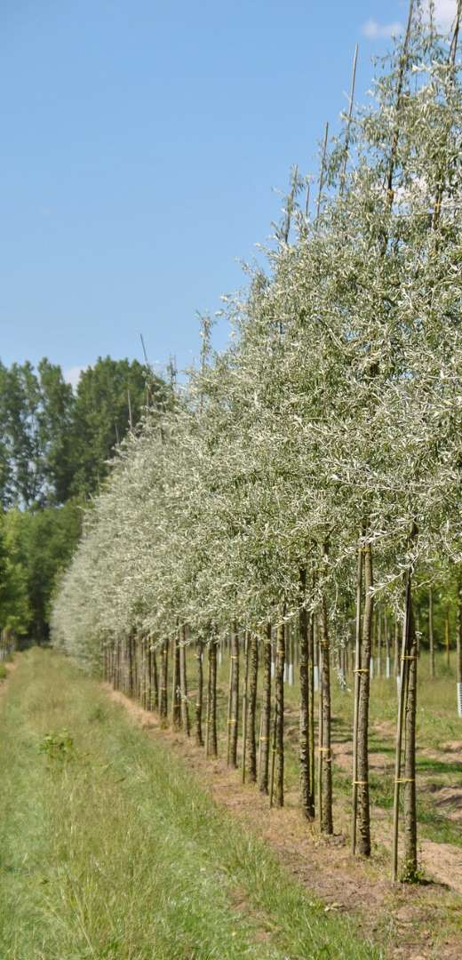 Pyrus salicifolia 'Pendula' | Wilgbladige treurpeer (sierpeer) - Van ...