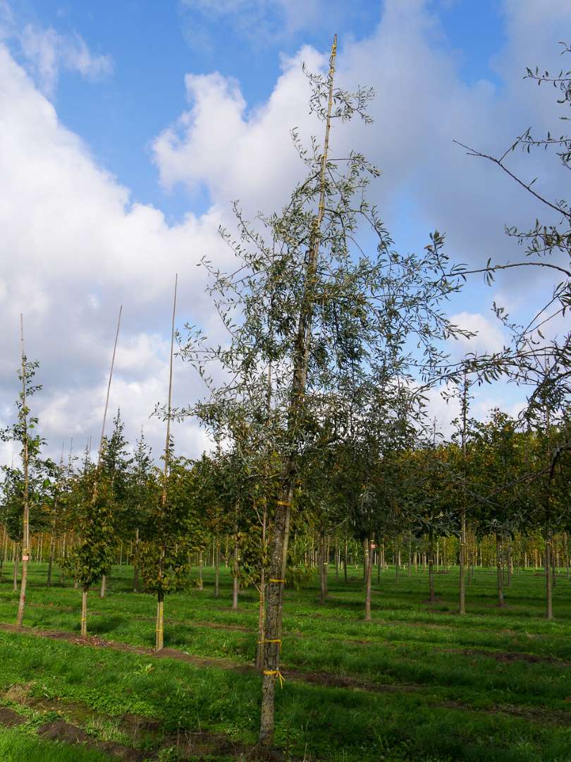 Pyrus salicifolia 'Pendula' | Wilgbladige treurpeer (sierpeer) - Van ...