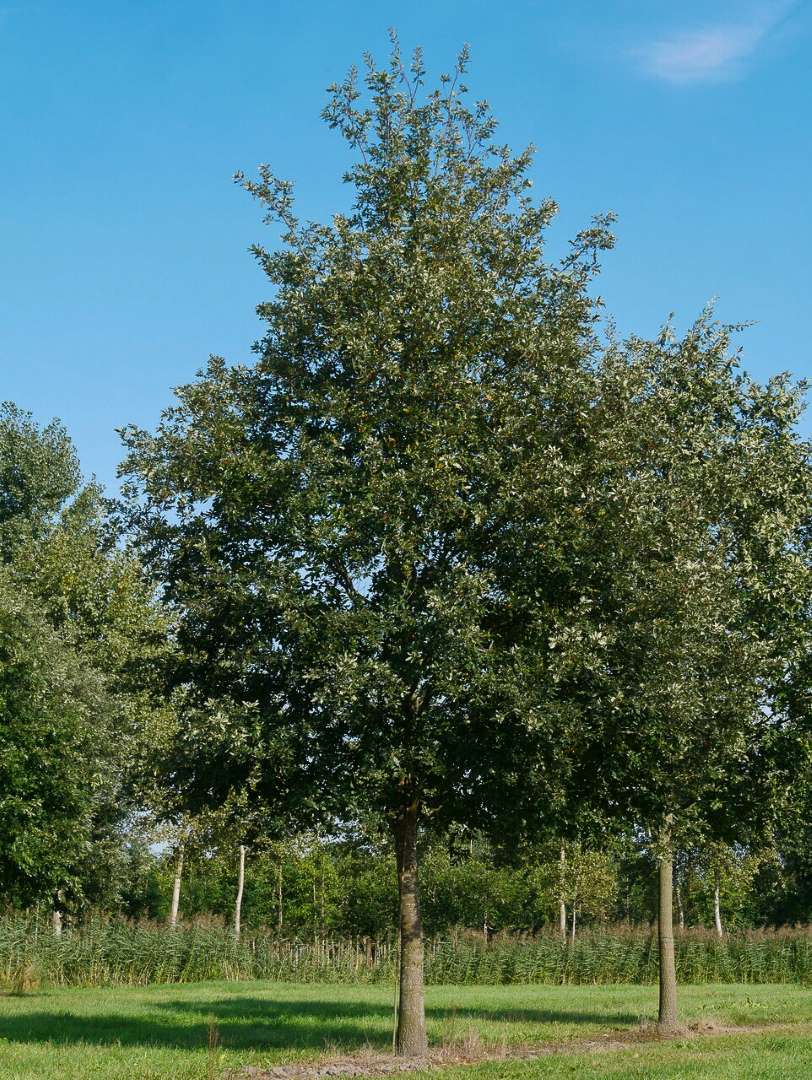 Quercus cerris | Moseik, Turkse eik - Van den Berk Boomkwekerijen