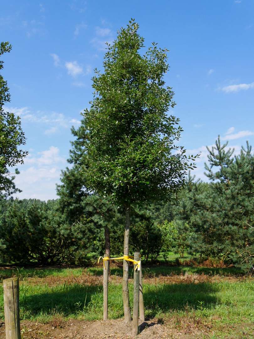 Quercus ilex | Steeneik - Van den Berk Boomkwekerijen