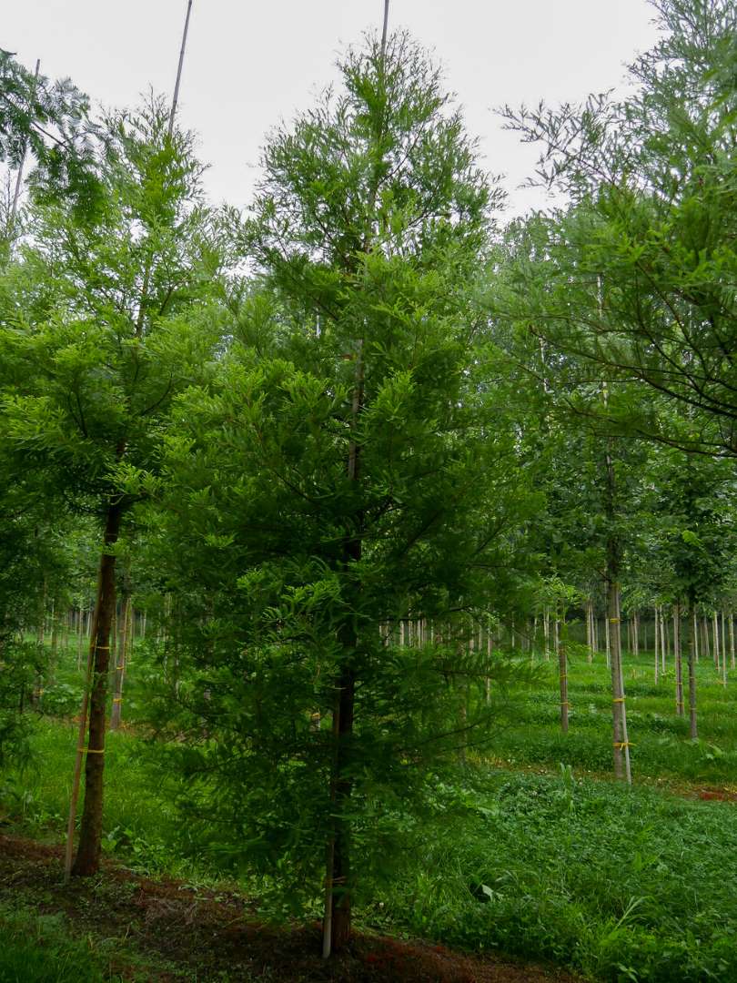 Taxodium distichum | Moerascypres - Van den Berk Boomkwekerijen