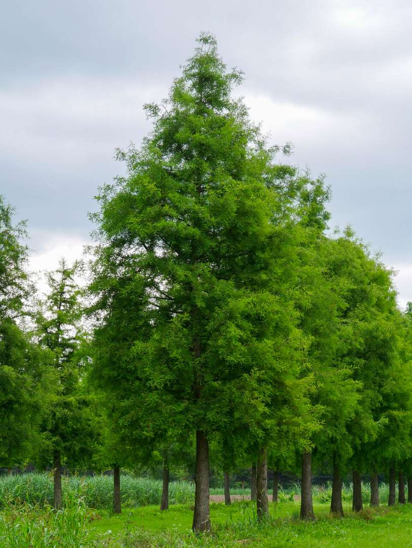 Taxodium distichum | Moerascypres - Van den Berk Boomkwekerijen