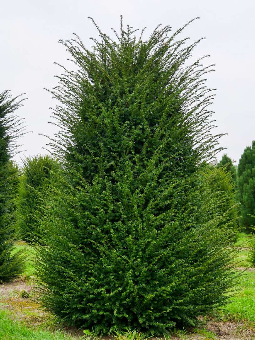 Taxus baccata | Venijnboom, gewone Taxus - Van den Berk Boomkwekerijen