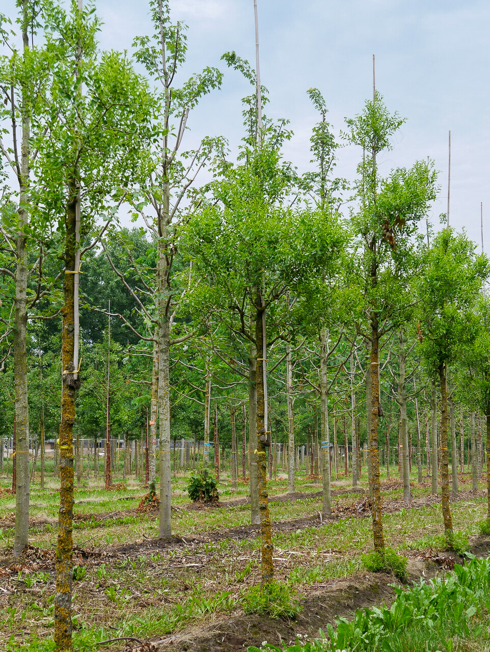 Ziziphus jujuba | Chinese dadelboom, Chinese jujube - Van den Berk ...