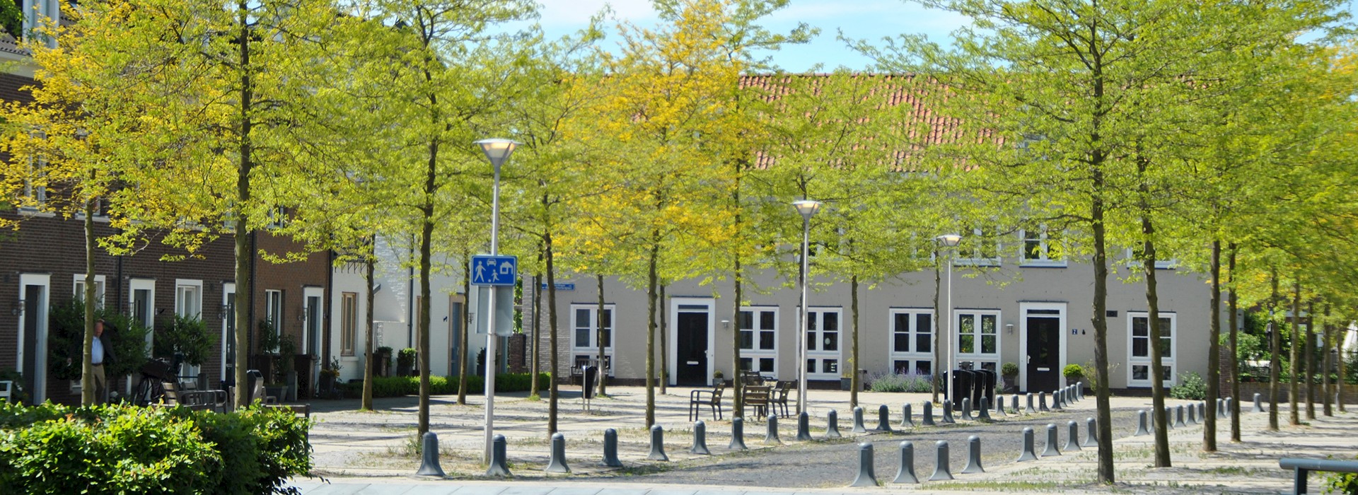 Salix alba | Gewone wilg, Schietwilg, Witte wilg - Van den Berk ...