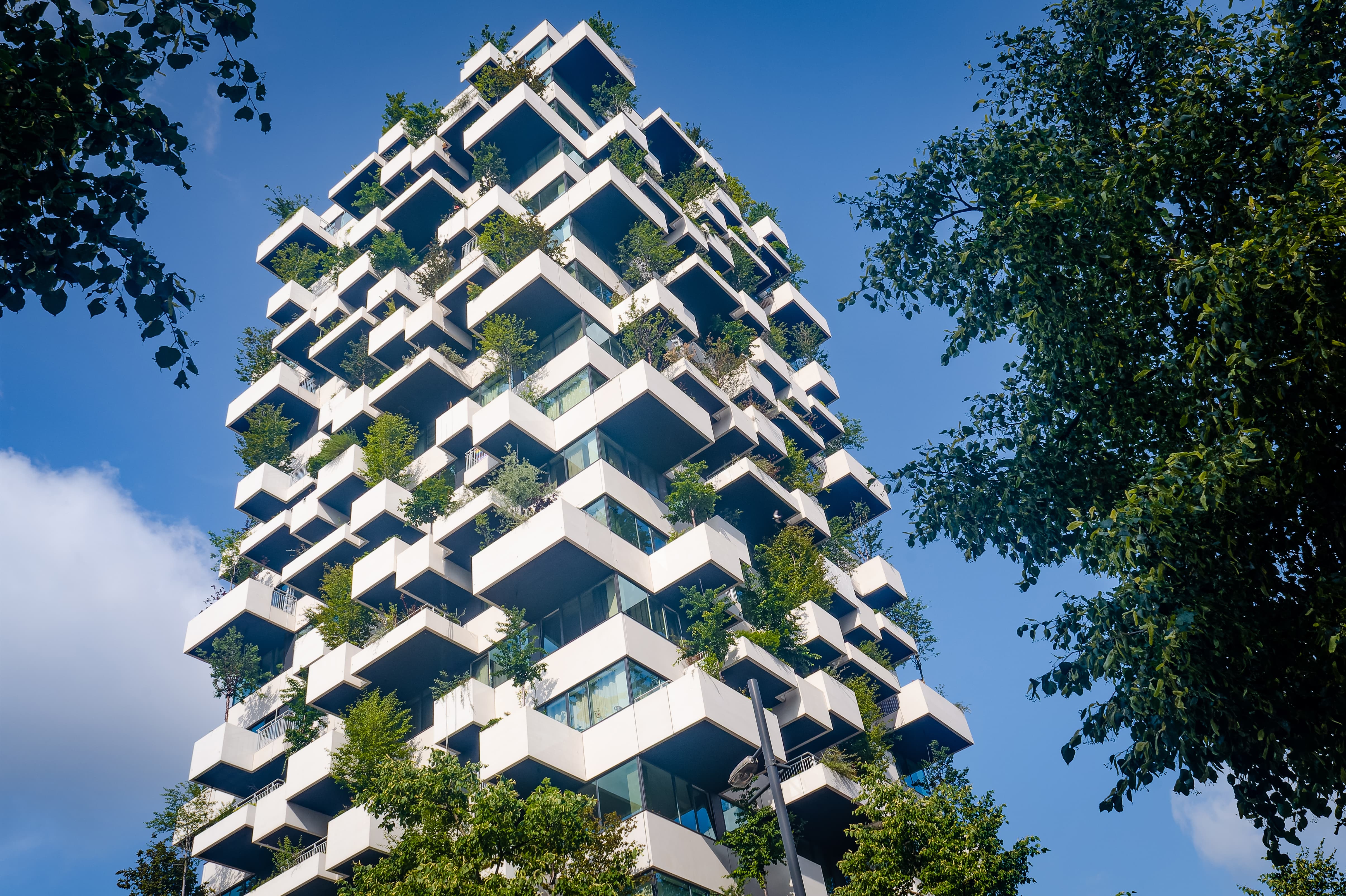 Acer campestre | Spaanse aak, Veldesdoorn - Van den Berk Boomkwekerijen