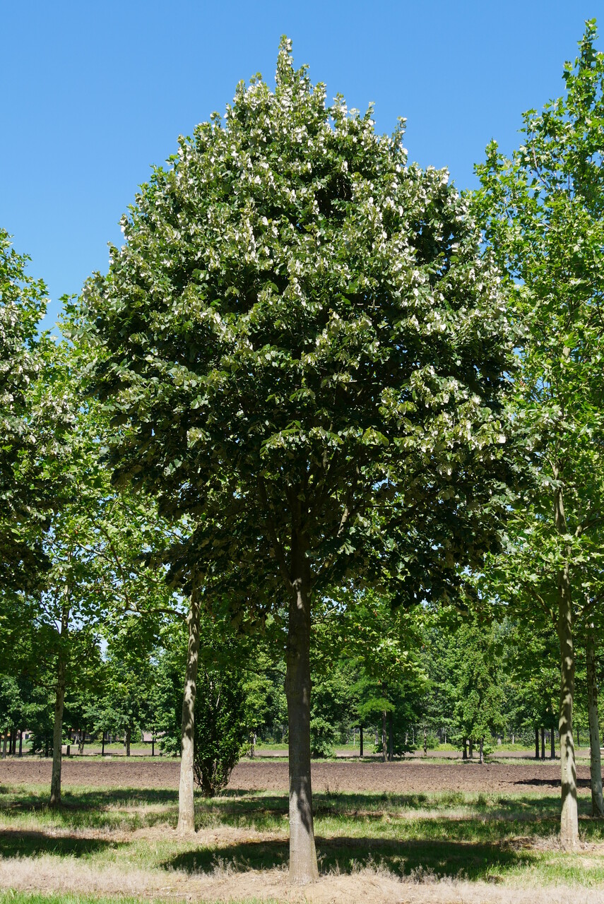 Tilia tomentosa | Zilverlinde - Van den Berk Boomkwekerijen