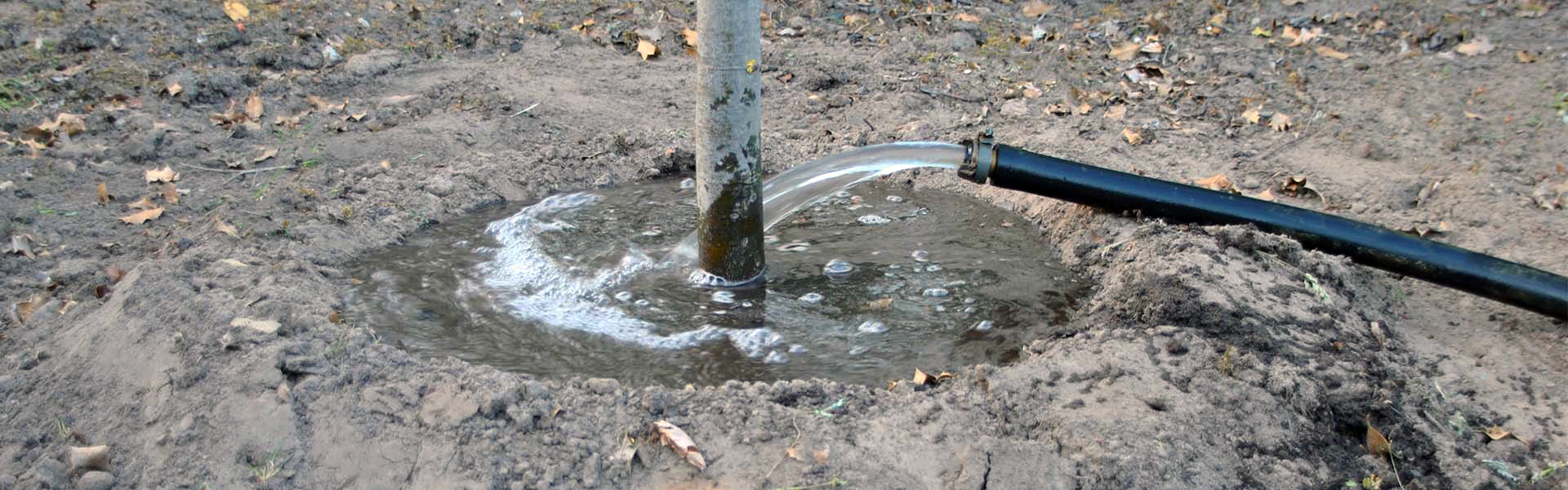 Bomen water geven; een praktische handleiding - Van den Berk Boomkwekerijen