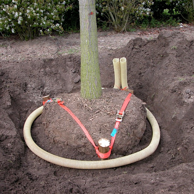 Hoe plant je een boom? Bekijk onze adviezen.