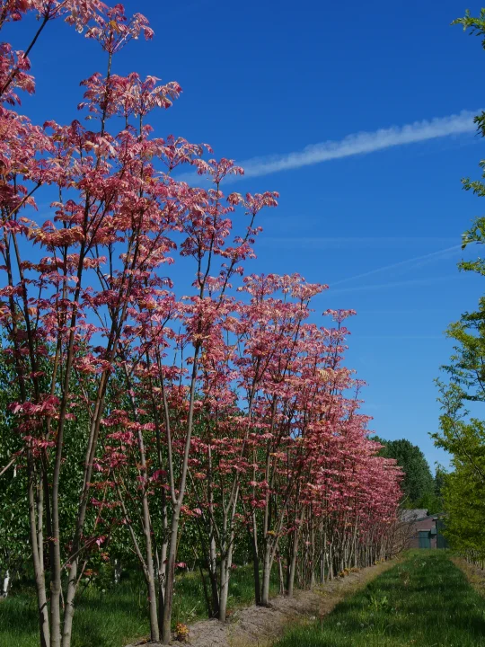 Toona sinensis | Chinese mahonieboom - Van den Berk Boomkwekerijen