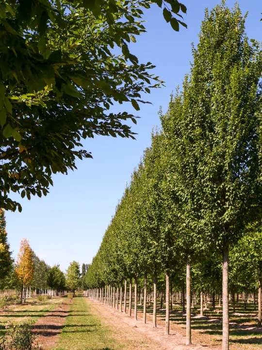Carpinus betulus 'Lucas' | Haagbeuk (cv) - Van den Berk Boomkwekerijen