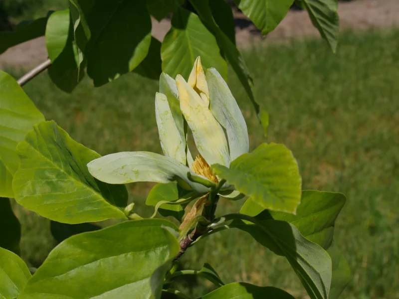 Magnolia acuminata 'Blue Opal' | Bosmagnolia (cv) - Van den Berk ...