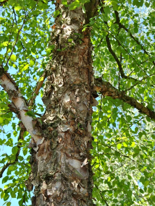 Betula nigra | Zwarte berk of Rode berk - Van den Berk Boomkwekerijen