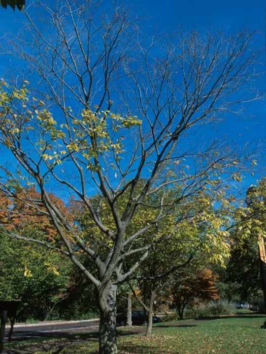 Celtis sinensis | Chinese netelboom - Van den Berk Boomkwekerijen