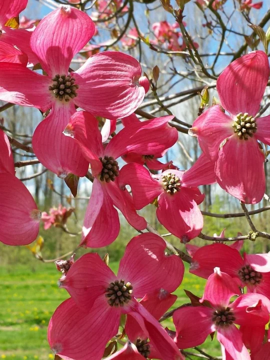 Cornus florida 'Red Giant' | Oost-Amerikaanse kornoelje (cv) - Van den ...