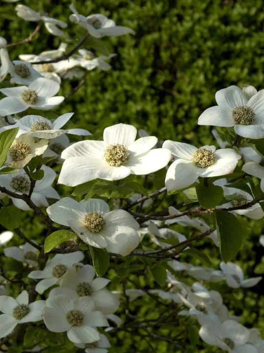 Cornus nuttallii 'Monarch' | Grootbloemige kornoelje (cv) - Van den ...