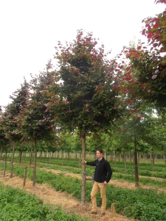 Corylus colurna 'Granat' | Boomhazelaar (cv),Turkse hazelaar (cv) - Van ...