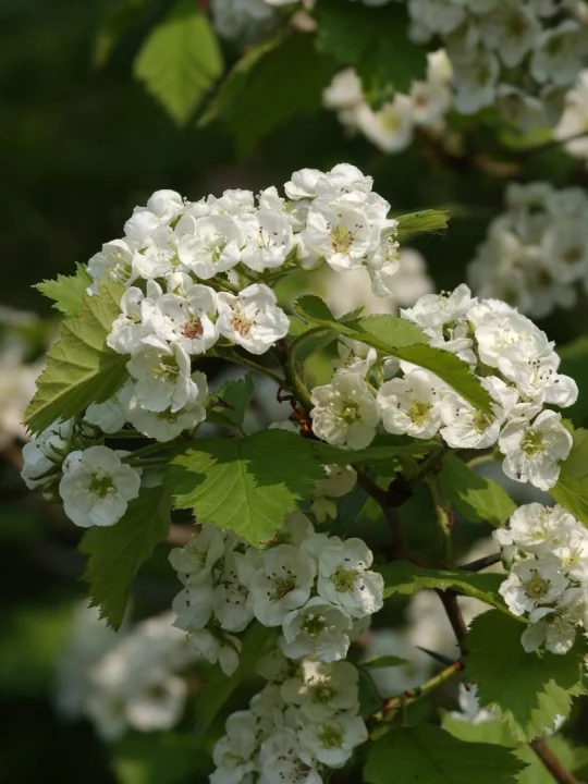 Crataegus coccinea | Scharlaken meidoorn - Van den Berk Boomkwekerijen