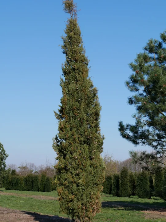 Cupressus sempervirens | Italiaanse cypres - Van den Berk Boomkwekerijen