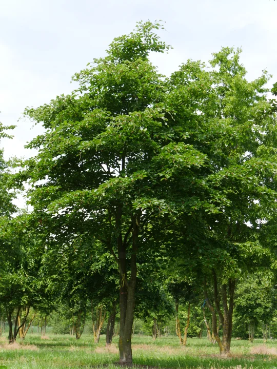 Fagus sylvatica | Gewone beuk - Van den Berk Boomkwekerijen