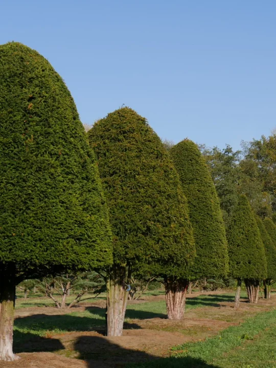 Taxus baccata | Venijnboom, gewone Taxus - Van den Berk Boomkwekerijen