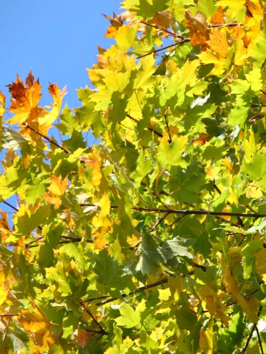 Acer platanoides 'Cleveland' | Noorse esdoorn (cv) - Van den Berk ...