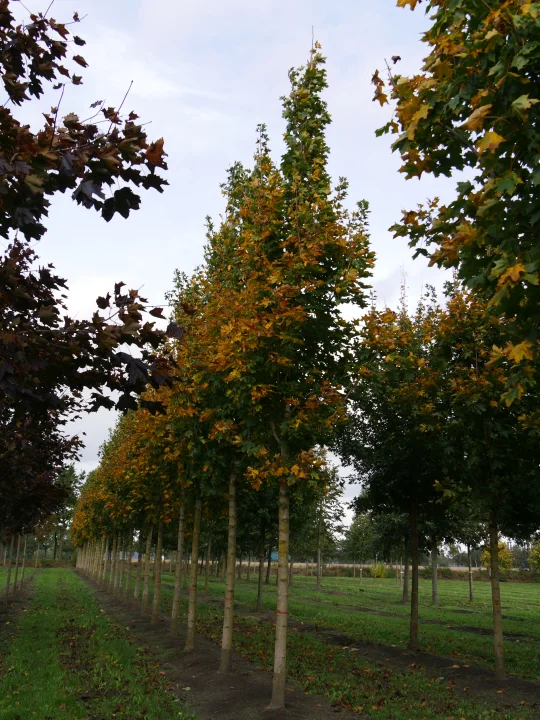 Acer platanoides 'Emerald Queen' | Noorse esdoorn (cv) - Van den Berk ...