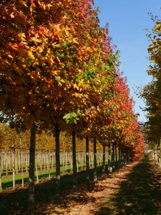 Liquidambar styraciflua 'Worplesdon' | Amberboom (cv) - Van den Berk Boomkwekerijen