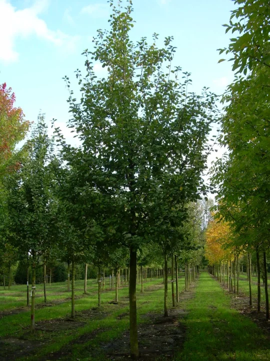 Malus domestica 'Rode Boskoop' | Appel (cv) - Van den Berk Boomkwekerijen