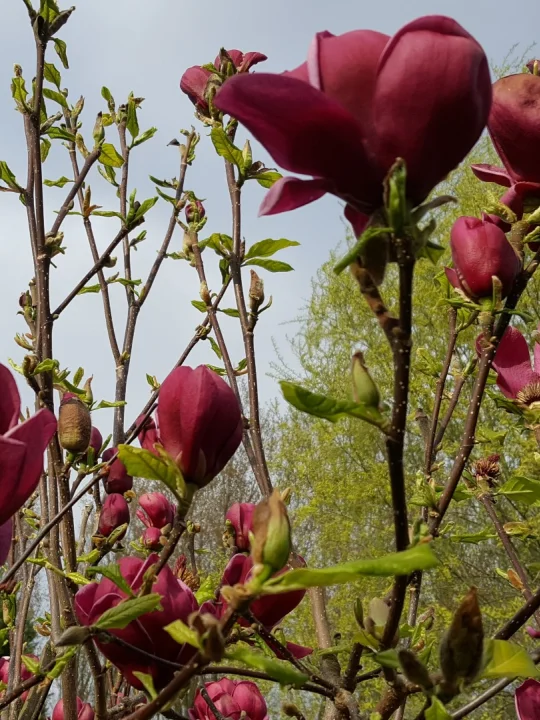 Magnolia 'Genie' | Magnolia (cv) - Van den Berk Boomkwekerijen