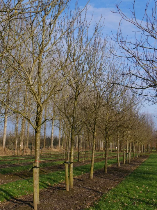 Prunus domestica 'Reine Claude d'Oullins' | Pruim (cv) - Van den Berk ...