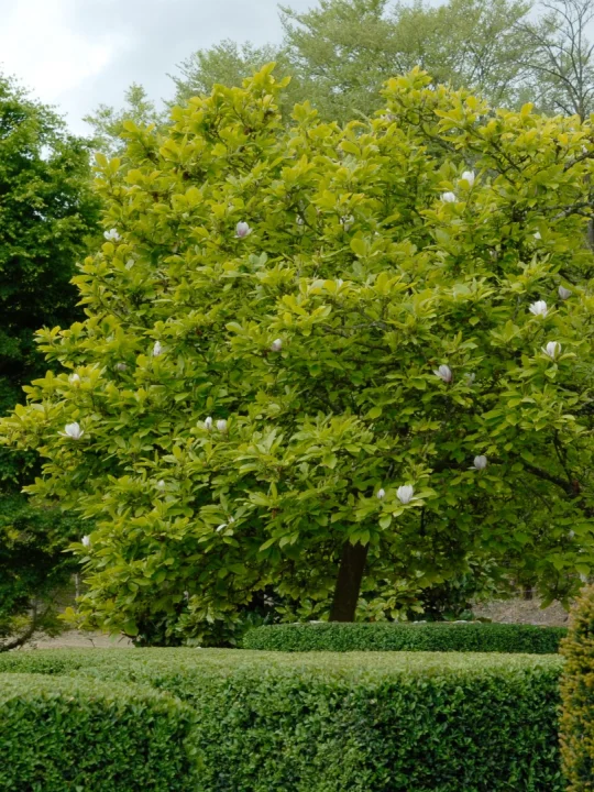Magnolia ×soulangeana | Gewone magnolia - Van den Berk Boomkwekerijen