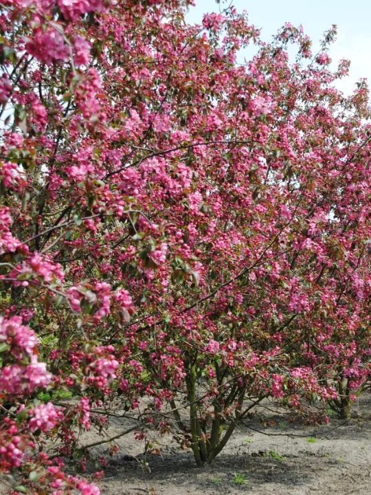 Malus 'Mokum' | Sierappel (cv) - Van den Berk Boomkwekerijen