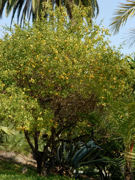 Poncirus trifoliata | Wilde citroen - Van den Berk Boomkwekerijen