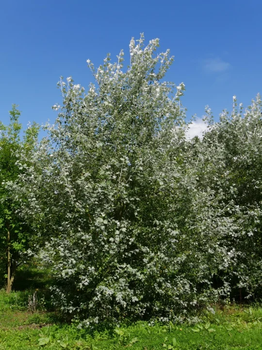 Populus alba | Witte abeel - Van den Berk Boomkwekerijen