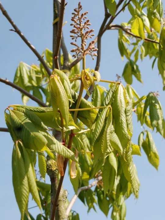 Aesculus pavia var. discolor | Rode pavia (v) - Van den Berk Boomkwekerijen