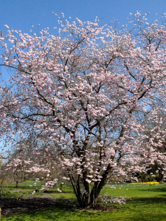 Prunus 'Accolade' | Sierkers (cv) - Van den Berk Boomkwekerijen