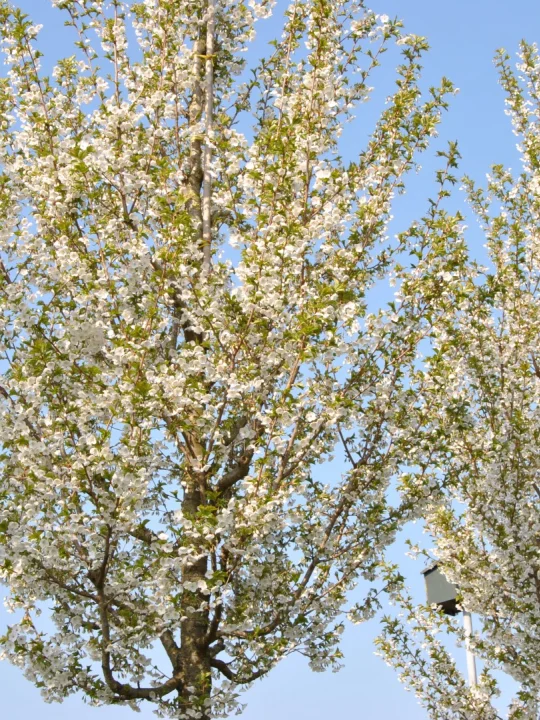 Prunus 'Umineko' | Sierkers (cv) - Van den Berk Boomkwekerijen