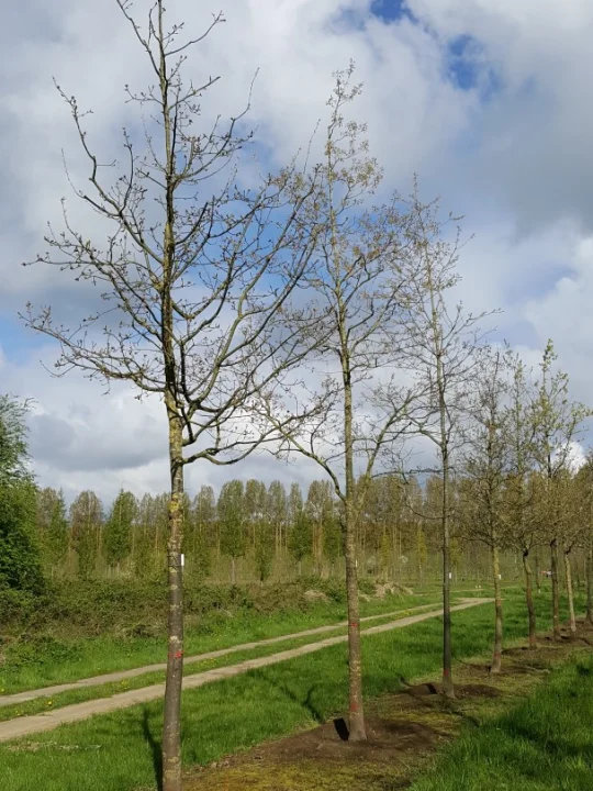 Quercus canariensis | Algerijnse eik - Van den Berk Boomkwekerijen