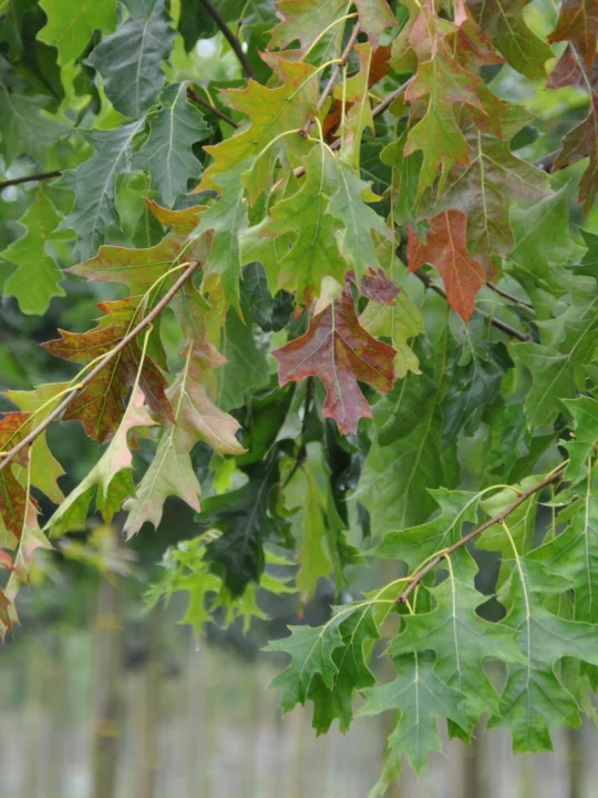 Quercus palustris 'Pendula' | Treurende moeraseik (cv) - Van den Berk ...