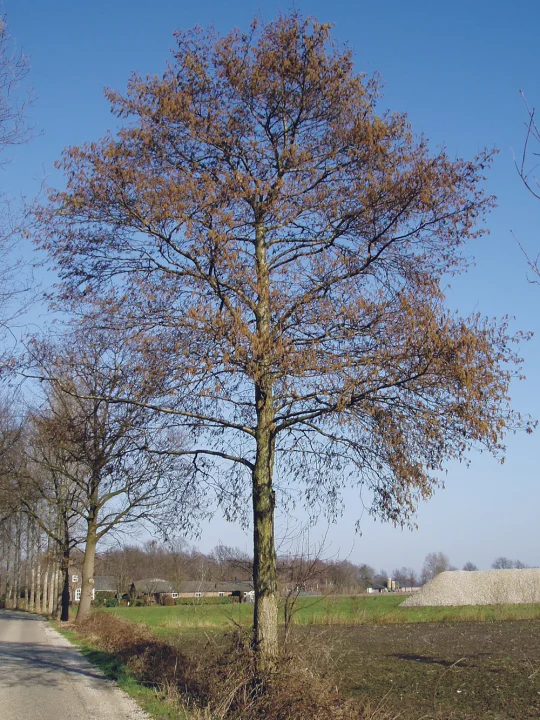 Alnus incana | Witte els, Grijze els - Van den Berk Boomkwekerijen