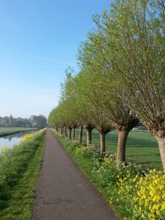 Salix alba | Gewone wilg, Schietwilg, Witte wilg - Van den Berk ...