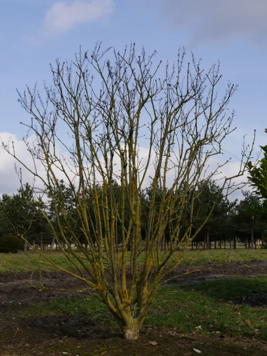 Syringa vulgaris 'Michel Buchner' | Gewone sering (cv) - Van den Berk ...