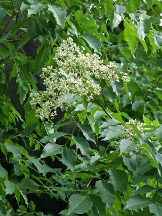 Tetradium daniellii | Bijenboom - Van den Berk Boomkwekerijen