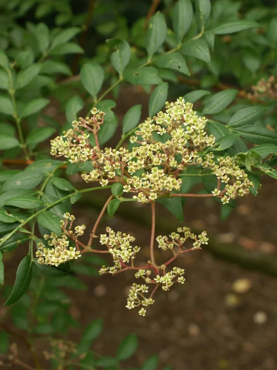Zanthoxylum piperitum | Japanse peperboom - Van den Berk Boomkwekerijen