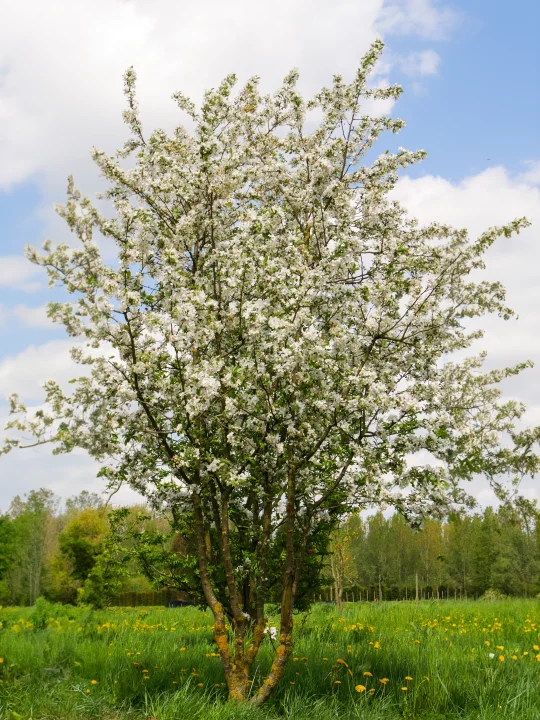 Malus 'Red Sentinel' | Sierappel (cv) - Van den Berk Boomkwekerijen