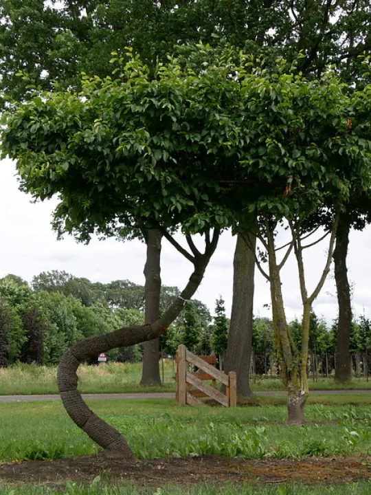 Carpinus betulus TREEVOLUTION ® THE SWING ® | SWING Haagbeuk - Van den ...