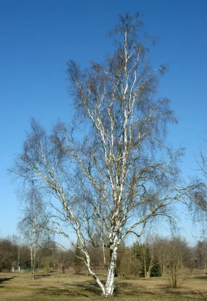 Betula pendula FASTIGIATA JOES ('Jolep1') - Van den Berk Boomkwekerijen