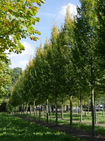 Carpinus Betulus Frans Fontaine Haagbeuk Cv Van Den Berk