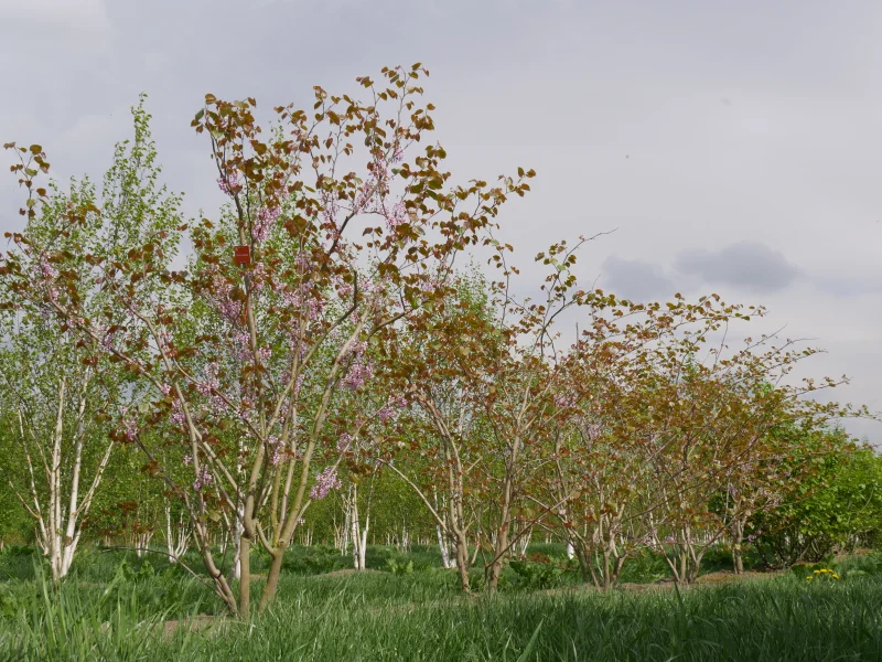 Cercis gigantea | Grootbladige Judasboom - Van den Berk Boomkwekerijen